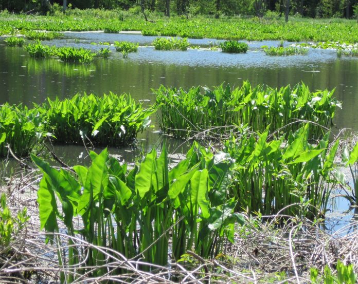 Wetland Mitigation Plant Benefits To The Environment